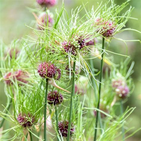 Hair Allium Bulbs Unique Spiky Blooms Evergreen