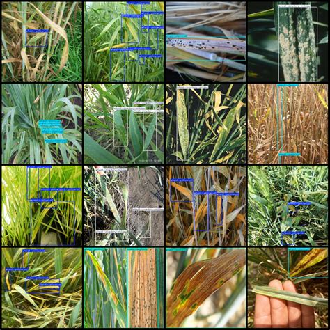 小麦病害检测数据集vocyolo格式1882张4类别小麦病害数据集 Csdn博客