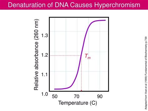Ppt Denaturation Of Dna Causes Hyperchromism Powerpoint Presentation Id 367181