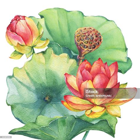 배너 핑크 로터스 꽃 잎의 포스터 씨앗 머리 꽃 봉 오리 수채화 손으로 그린 그림을 흰색 배경에 고립 된 그림 0명에 대한 스톡 벡터 아트 및 기타 이미지 Istock