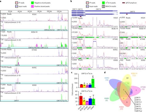 Kshv M⁶am Epitranscriptome During Viral Latent Infection A Download Scientific Diagram