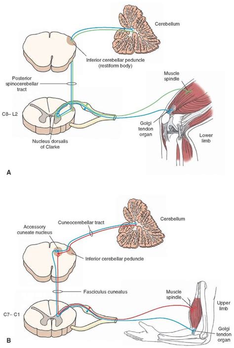 A The Dorsal Posterior Spinocerebellar Tract B The