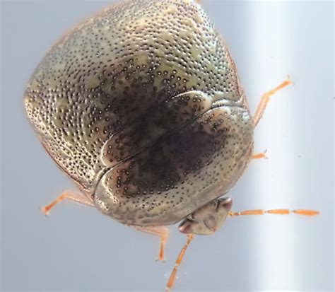 Kudzu Bug Megacopta Cribraria Bugguide Net