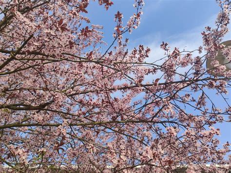 线性规划 单纯形法（simplex Algorithm） 知乎