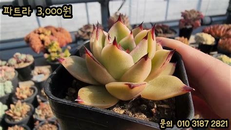 ㅂ이천승아다육😘온라인 다육판매😎 간편한 문자주문 빠른배송 친절한 전화상담 5만원이상 무료배송 다육이 다육식물 다육판매 Youtube