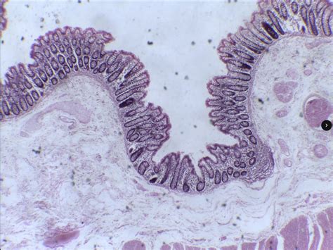 Histology Exam 5 Diagram Quizlet