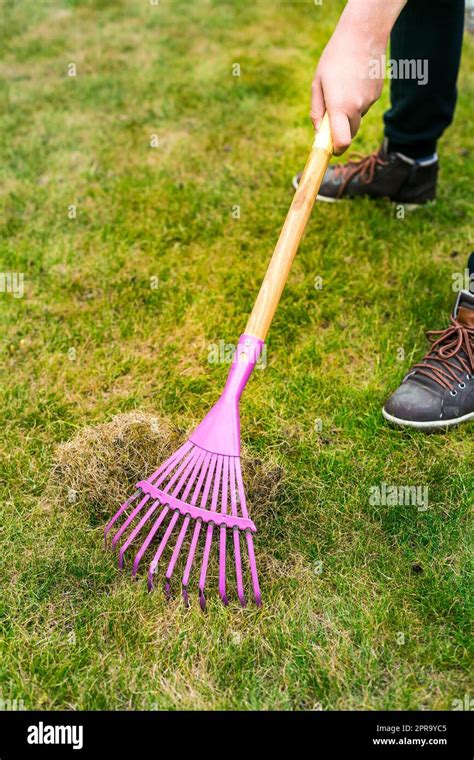 Improving The Quality Of The Lawn By Removing Old Grass And Moss Stock
