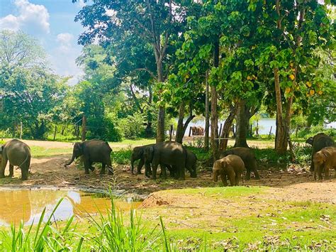 Buddika Tutto Quello Che Cè Da Sapere Aggiornato 2025