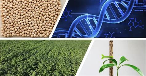 Evaluating Dimensionality Reduction For Genomic Prediction Vamsi Manthena