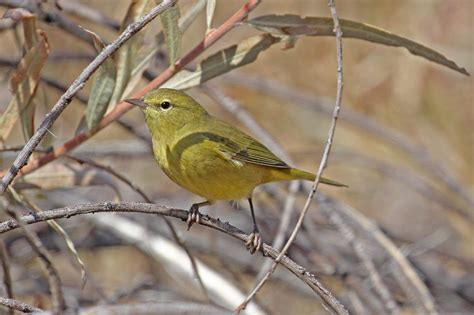 Orange Crowned Warbler East Cascades Audubon Society