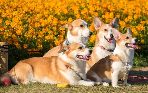 웰시코기 특징 성격 크기 분양가 알아보기