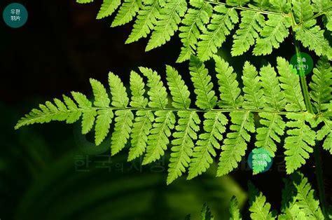 고사리식물 퍼진고사리