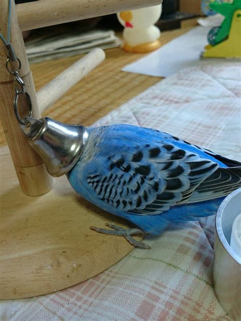 ぐですげ on Twitter | Pappagalli, Cose divertenti sugli animali, Foto di ...