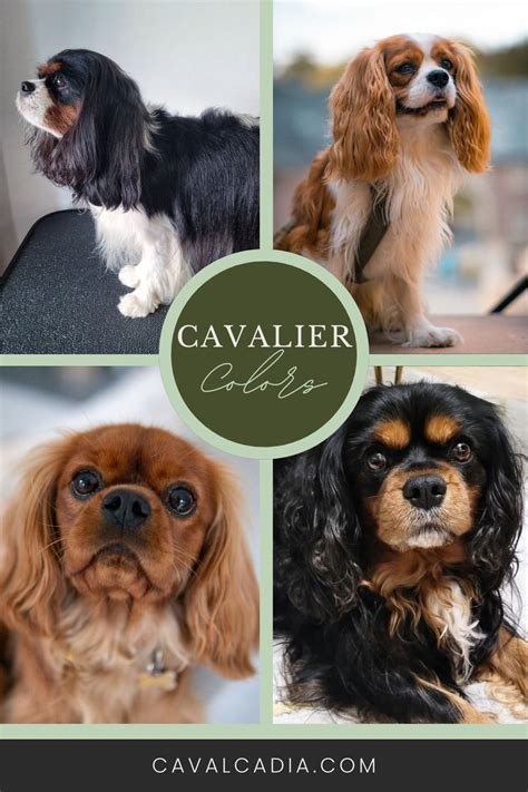 Cavalier King Charles Spaniel Dog Breed Information Center Artofit