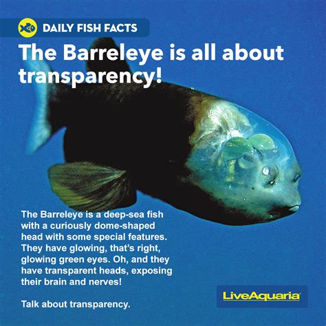 Barreleye Fish Facts