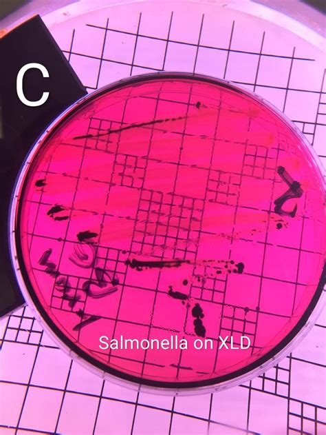 Issues Related To Salmonella Detection Methods Researchgate Issues Related To Salmonella Detection Methods Researchgate