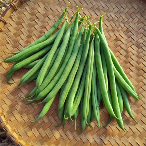 Bush Snap Bean Grenoble Organic Adaptive Seeds