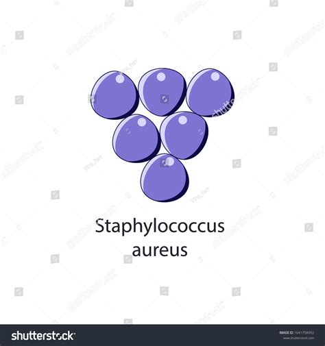 Staphylococcus Aureus Bacterial Microorganism Vector Illustration Stock Vector Royalty Free
