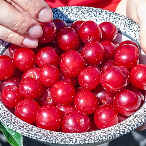 Wowza® Bush Cherry Gurneys Seed And Nursery Co Gurneys