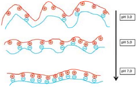 Schematic Representation Of The Different Conformations Of Polymer