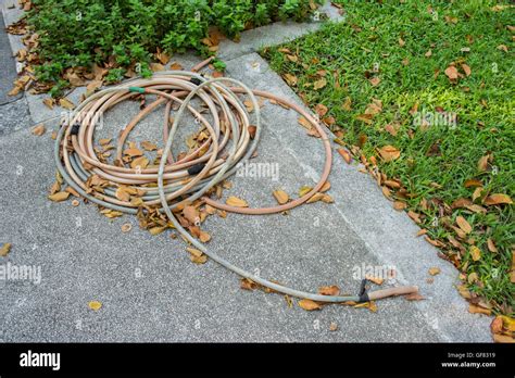 Hose Pipe For Watering Trees In Garden Stock Photo Alamy