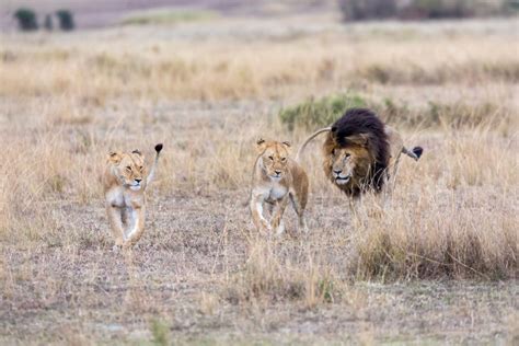 Pack Of Male Lions Hunting