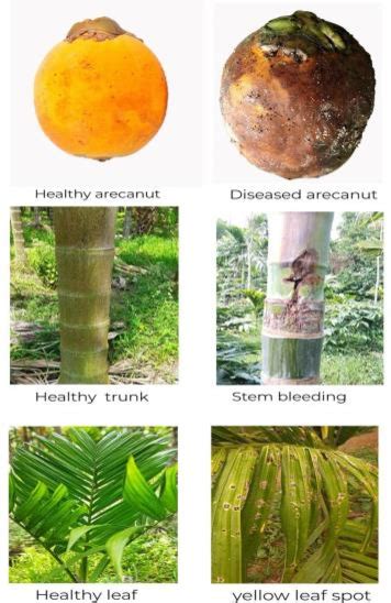 figure 2 from detection of diseases in arecanut using convolutional
