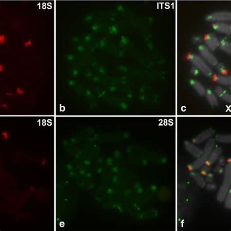 Classification Of Eukaryotic Transposable Elements Two Major Classes Download Scientific
