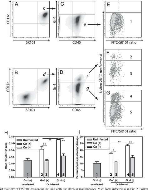 Figure 3 From Cryptococcus Neoformansinduced Macrophage Lysosome