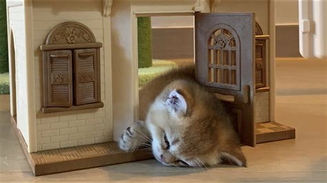 아기고양이가 갇혔다고 생각했을 때 엄마고양이가 하는 일 🤭 Youtube