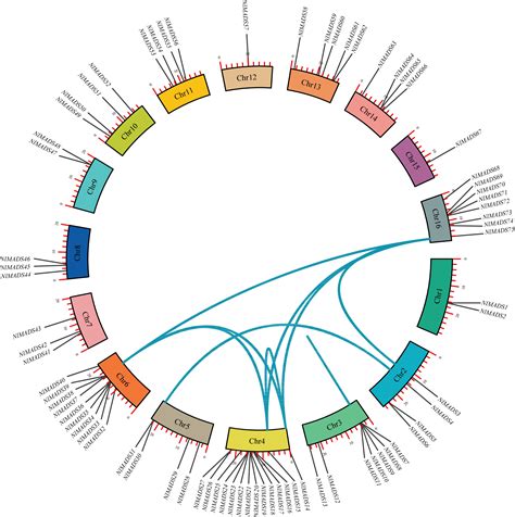 Genome Wide Identification Characterization Evolution And Expression