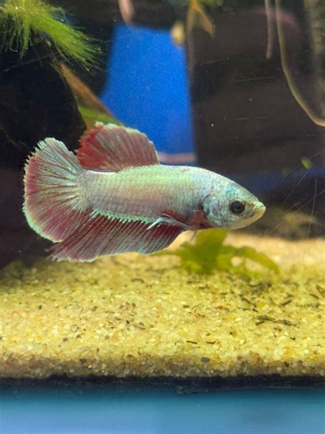 Betta Male Multicolour Plakat 4 5cm Fishden Aquatics