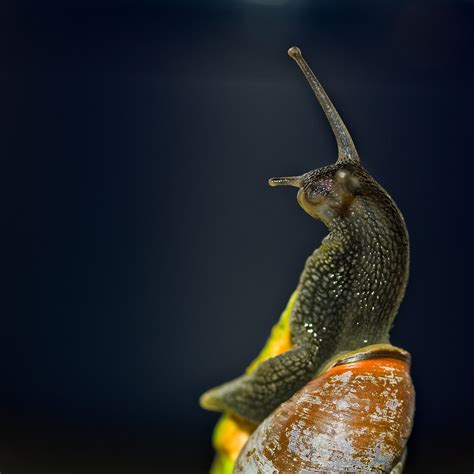 Siput Cangkang Peraba Foto Gratis Di Pixabay Pixabay