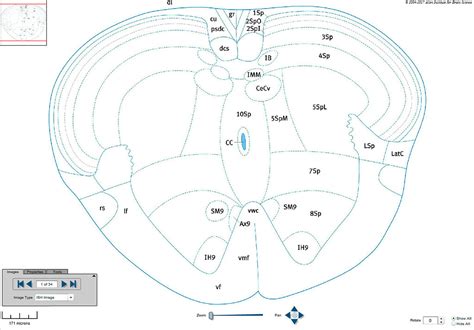 Mouse Spinal Cord Reference Atlases Reference Atlases Allen Brain