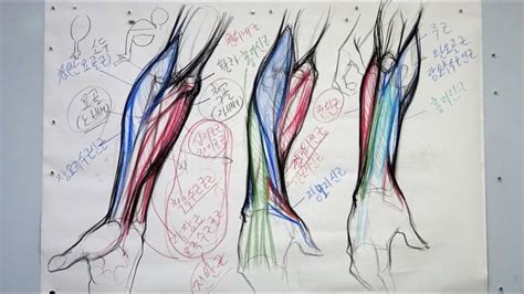 팔뚝 근육 마스터 팔 해부학 강의 2 2 오쌤 인체해부학 팔 해부학 해부학 팔