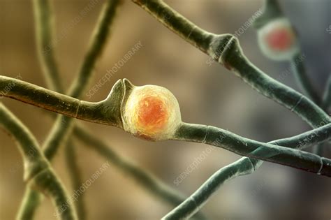 Basidiobolus Ranarum Fungus Illustration Stock Image F037 6675 Science Photo Library