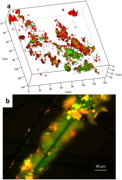 Fish Hybridization Chamber At Charles Dunaway Blog