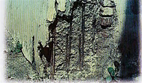 Causes For Accelerated Structural Deterioration Of Reinforced Concrete
