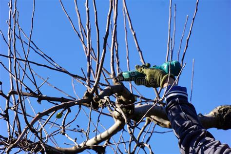 Winter Pruning Of Apple Tree With Electric Secateurs Agriculture