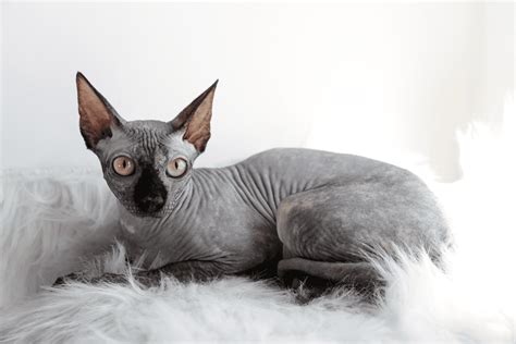How Much Does A Munchkin Cat Cost A Guide To All Expenses