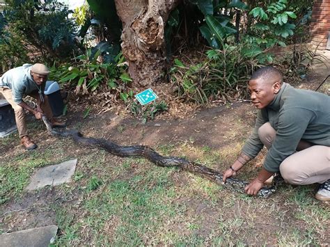 Pics Metre Python Captured On Kzn Farm