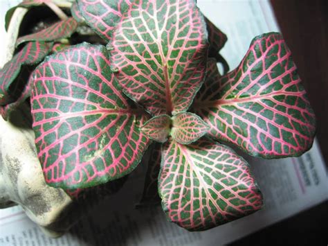 Nerve Plant Pink Angel Plant Care And Growing Basics Water Light