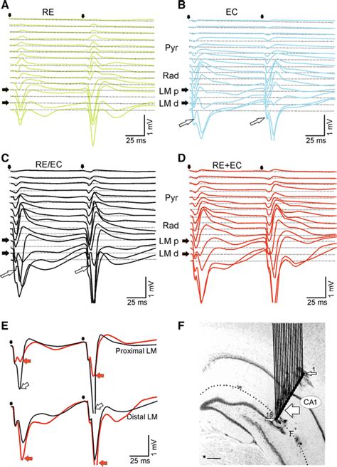 depths profiles of evoked field potentials in ca1 recordings from