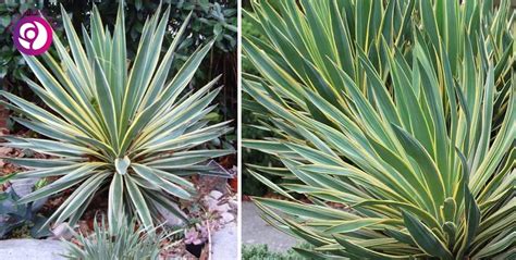 انواع یوکا معرفی 17 گونه محبوب از گیاهان یوکا