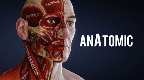 Blender Anatomy Model Free At Debra Schaper Blog