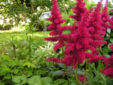 Астильба Арендса Бургунди Рэд (Бургунди Ред, Burgundy Red) (Astilbe ...