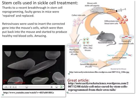 Chromosomes Genes Alleles And Mutations Ppt