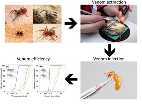 High Specific Efficiency Of Venom Of Two Prey Specialized Spiders