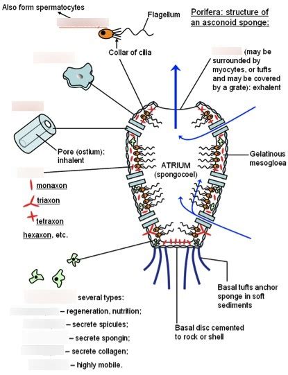 Sponge Cells Diagram Quizlet