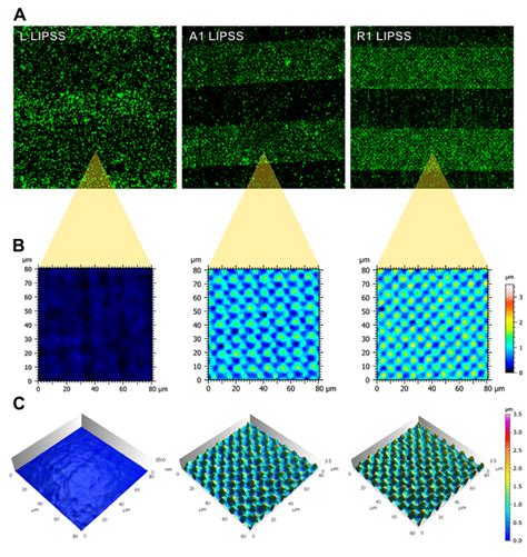 Revealing Key Topographic Parameters In Surface Bacterial Adhesion